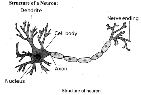 NCERT Class 10th Science Solutions Chapter 7 Control and Coordination ...
