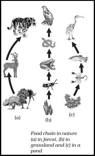 Science Chapter 15 Our Environment Class 10 NCERT Solutions with PDF ...