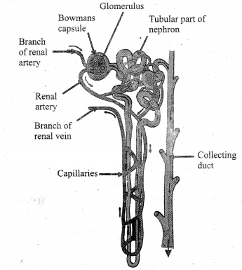 NCERT Class 10th Science Solutions Chapter 6 Life Processes - NCERT ...